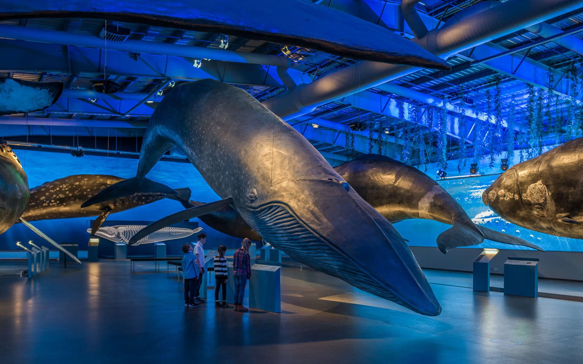 Whale Watching & Whales of Iceland Exhibition | Activity Iceland